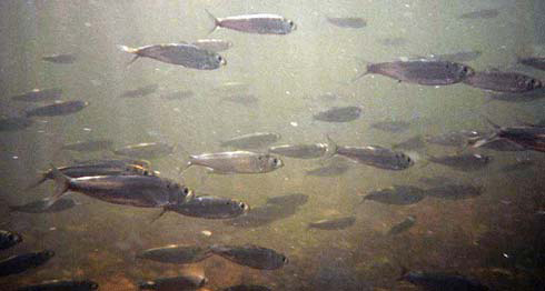 The Timeless Smell of Shad – Cast Away's Blog